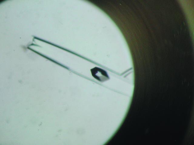 (IUCr) Purification, crystallization and preliminary X-ray ...