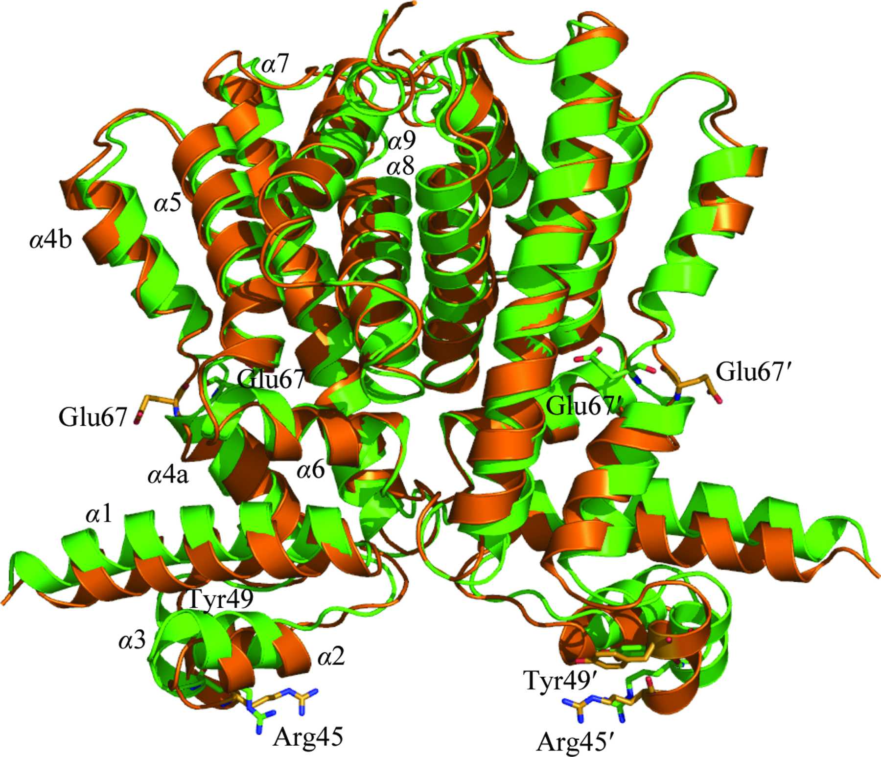 (IUCr) Conformational change of the AcrR regulator reveals a possible ...