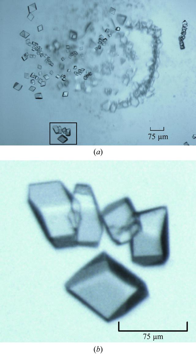 (IUCr) Purification, crystallization and X-ray diffraction analysis of ...