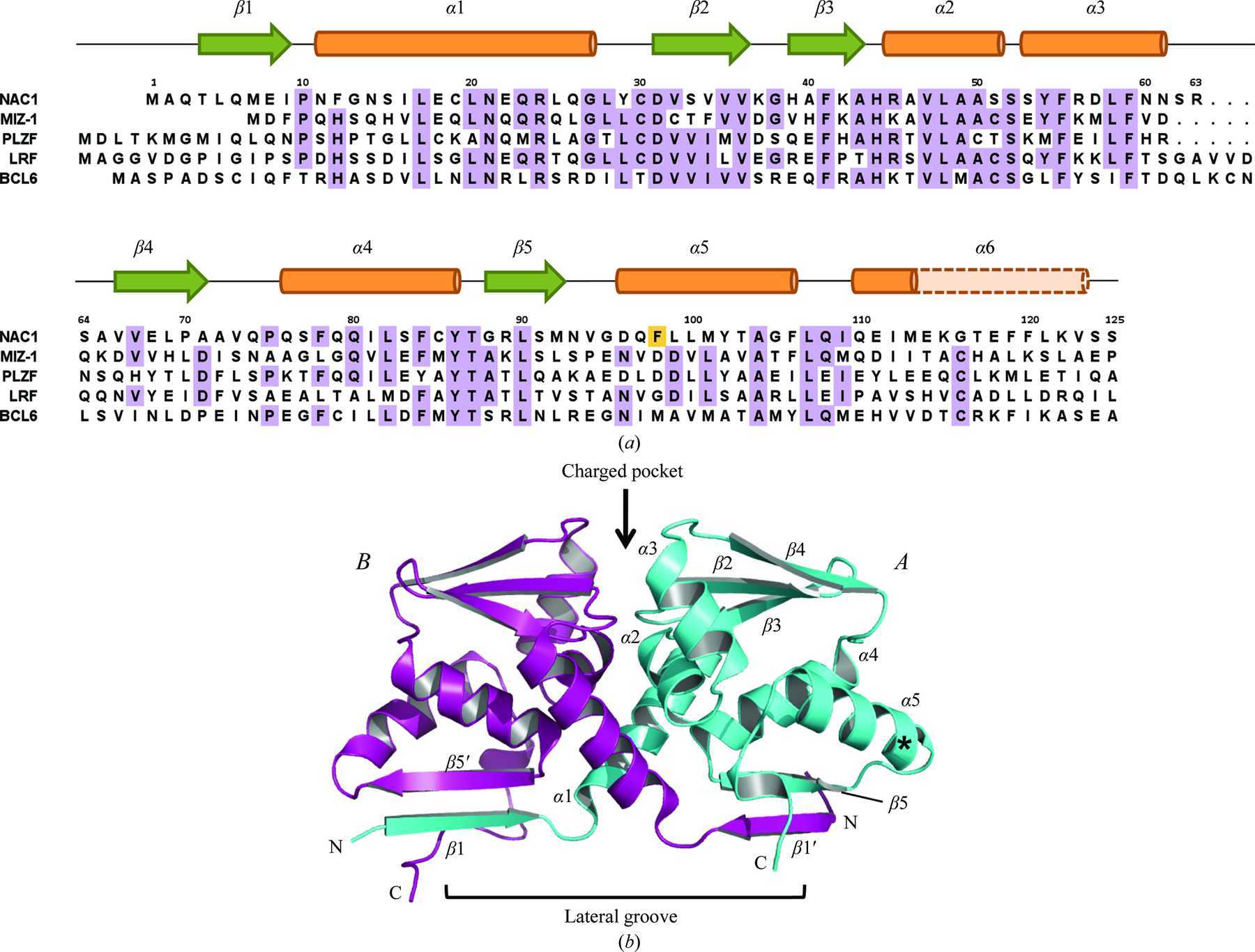(IUCr) Structure of the human Nac1 POZ domain