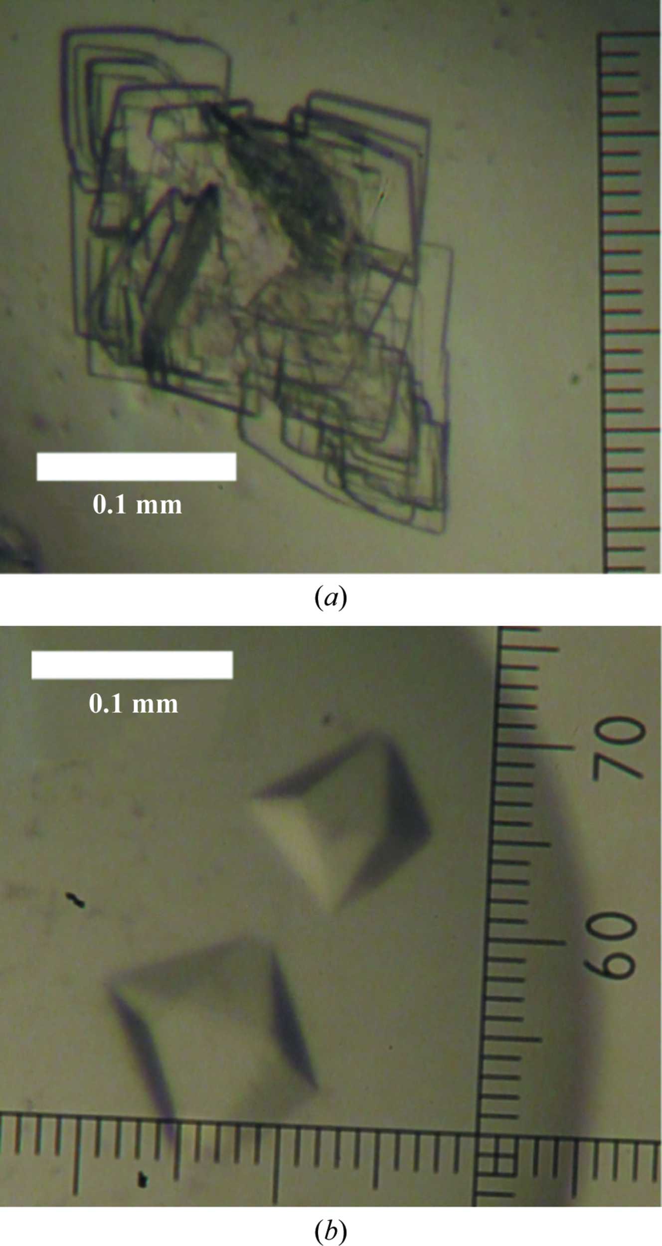 (IUCr) Purification, crystallization and initial X-ray diffraction ...