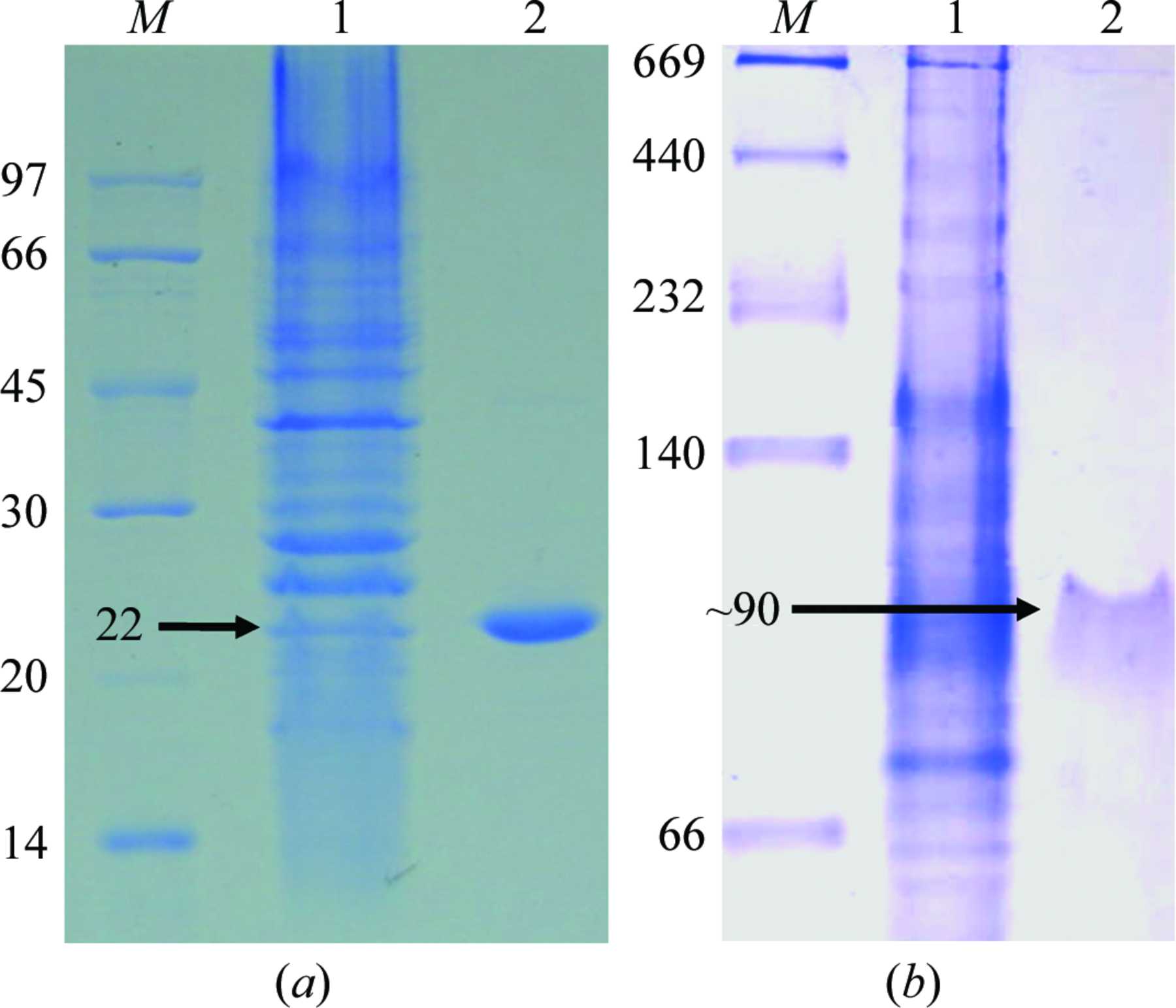 (IUCr) Purification, crystallization and preliminary X-ray analysis of ...