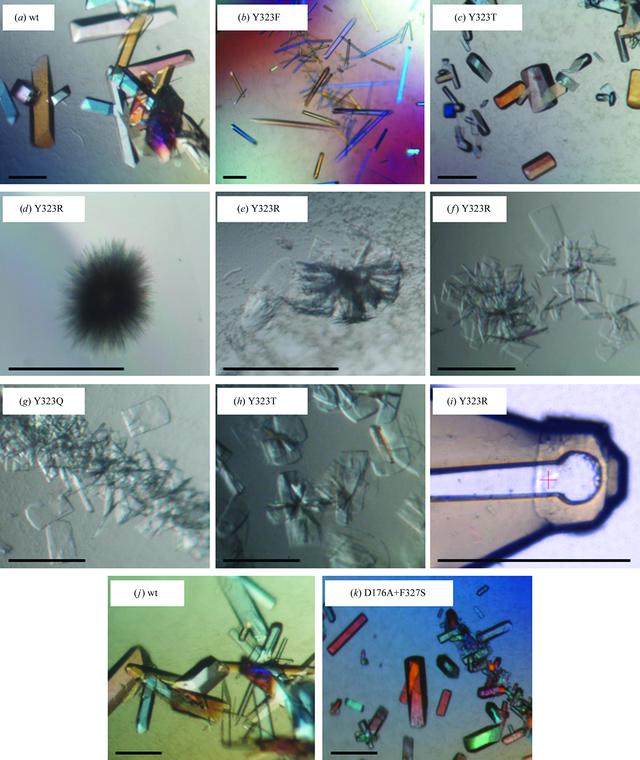 (IUCr) Conformational bias imposed by source microseeds results in ...