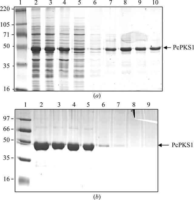 (IUCr) Protein preparation, crystallization and preliminary X-ray ...