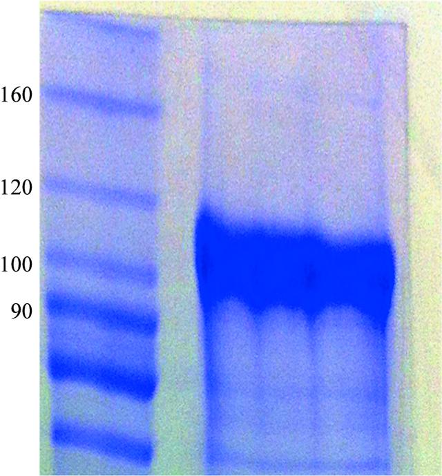(IUCr) Expression, purification, crystallization and preliminary X-ray ...