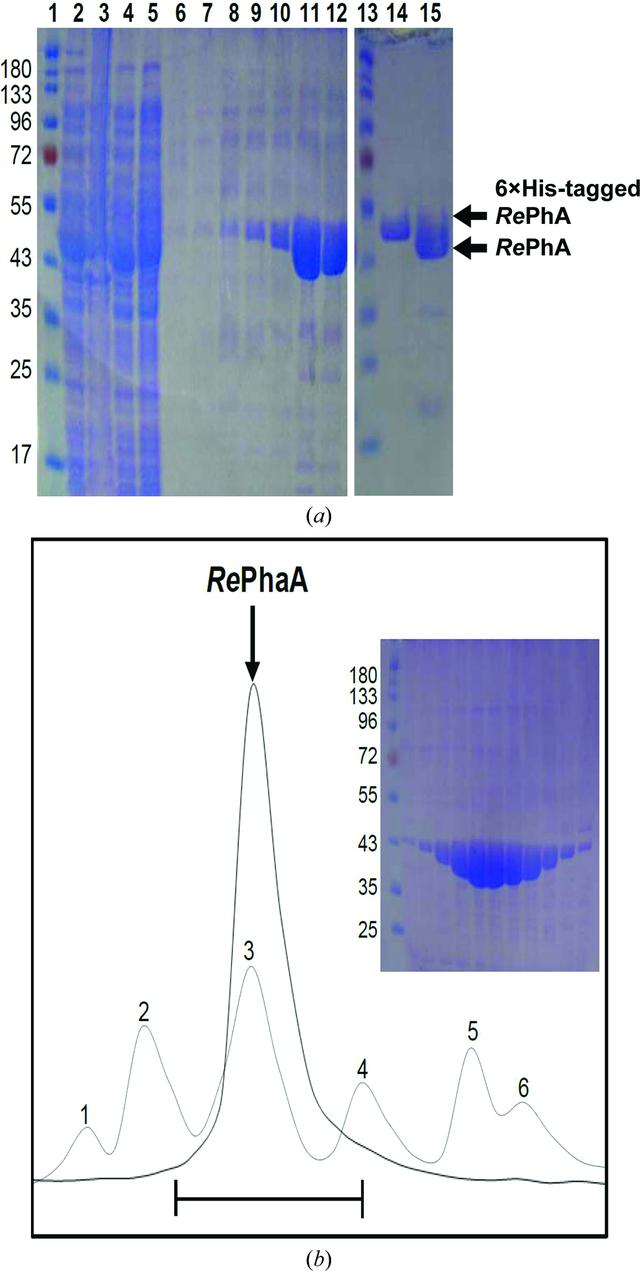 (IUCr) Cloning, expression, purification, crystallization and X-ray ...