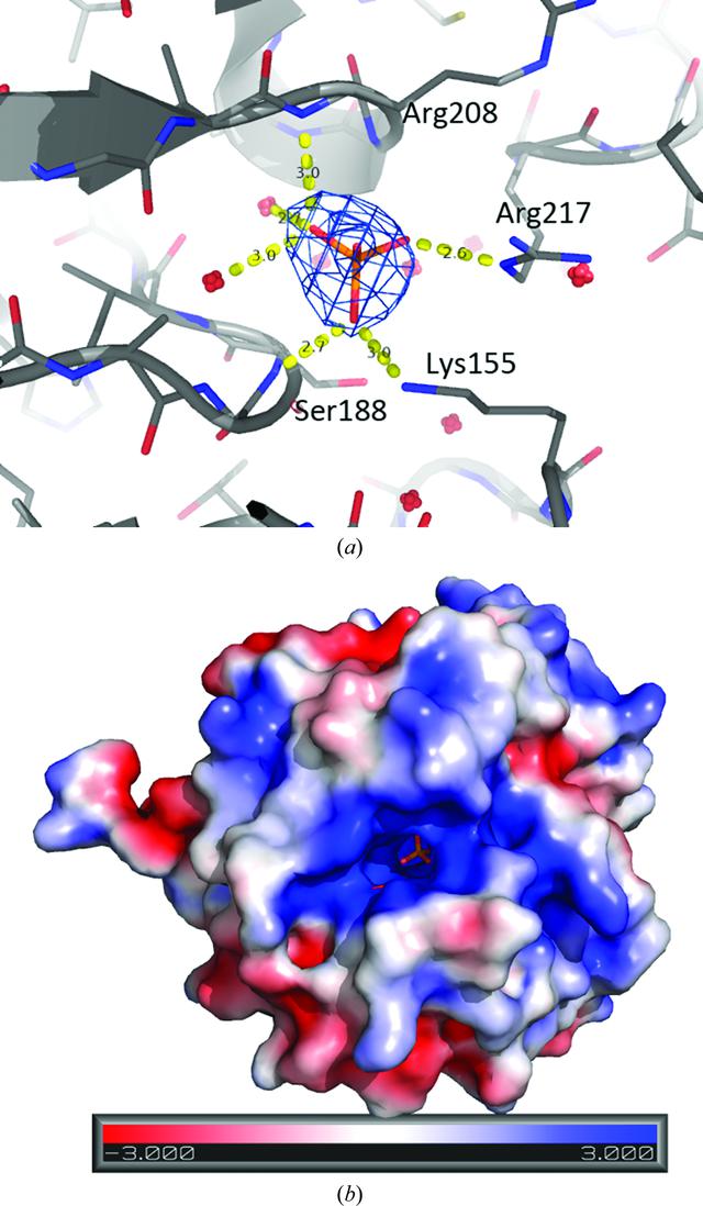 (IUCr) Structure of the methano­furan/methanopterin-biosynthetic enzyme ...