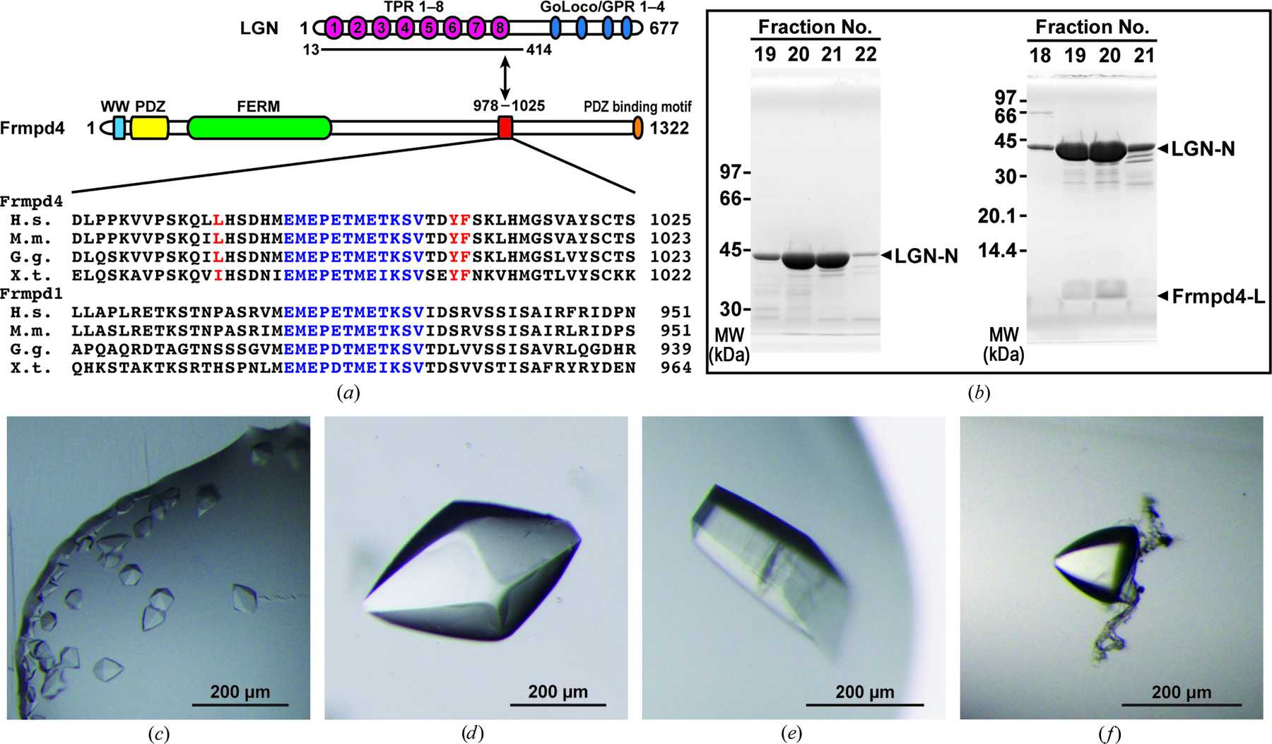 (IUCr) Structural basis for the recognition of the scaffold protein ...