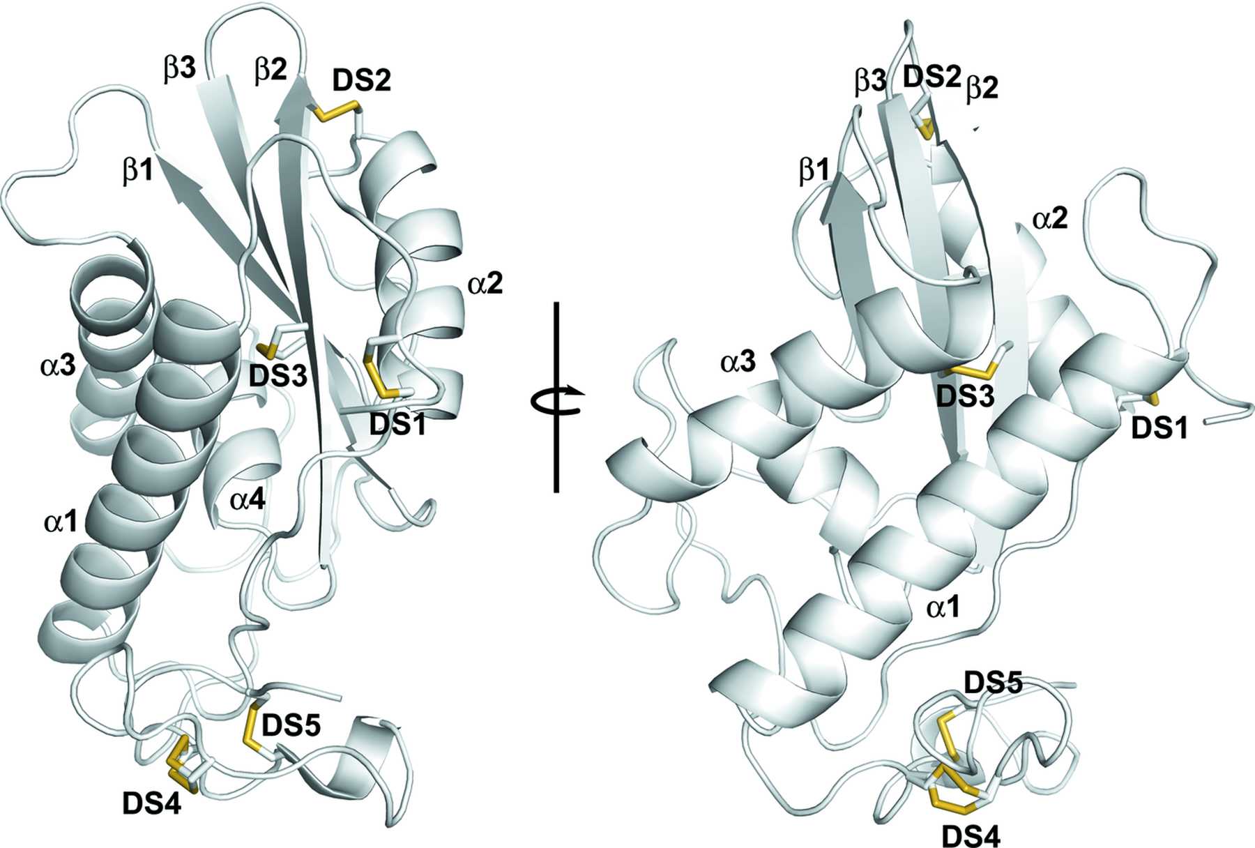 (IUCr) The structure of hookworm platelet inhibitor (HPI), a CAP ...