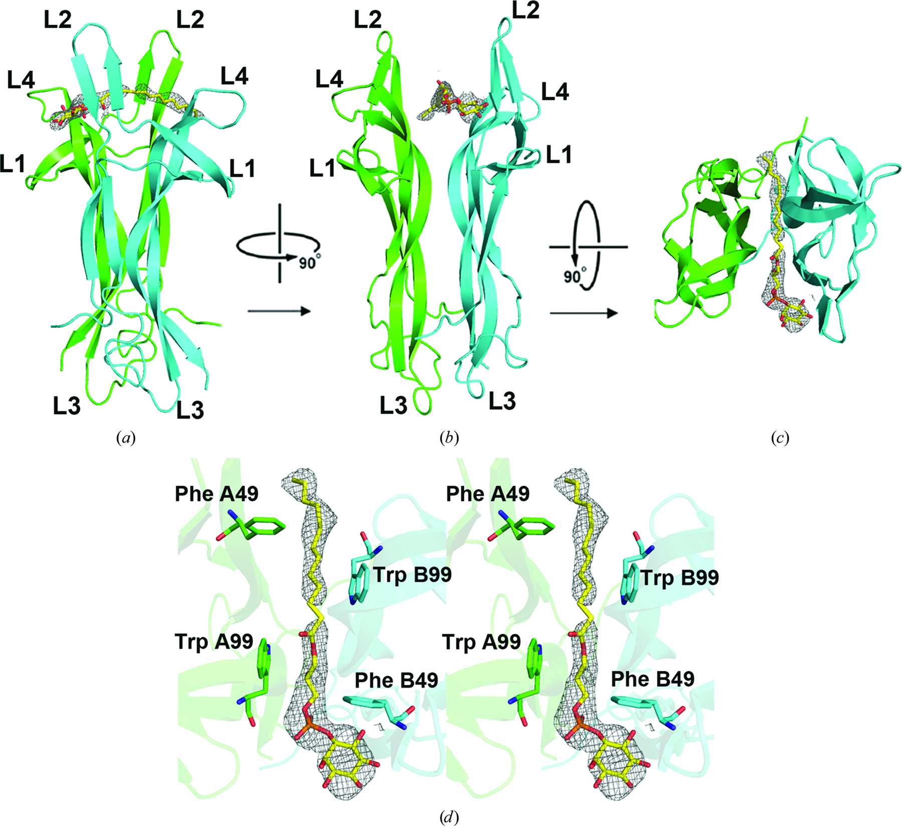 (IUCr) The structure of nerve growth factor in complex with ...