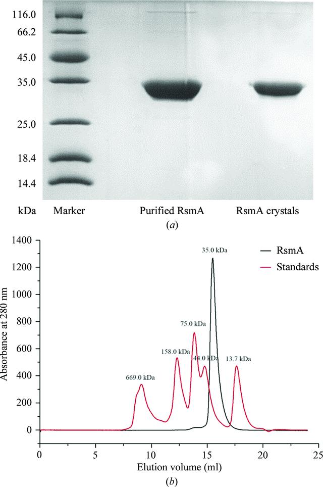 (IUCr) Crystallographic analysis of RsmA, a ribosomal RNA small subunit ...