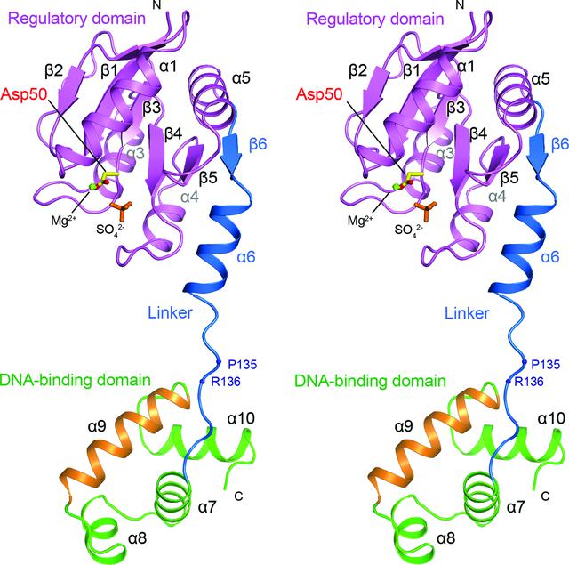 (IUCr) Structure of the response regulator ChrA in the haem-sensing two ...