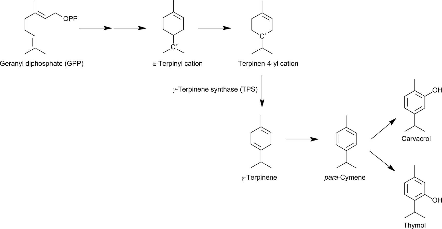 (IUCr) Expression, crystallization and structure elucidation of γ ...