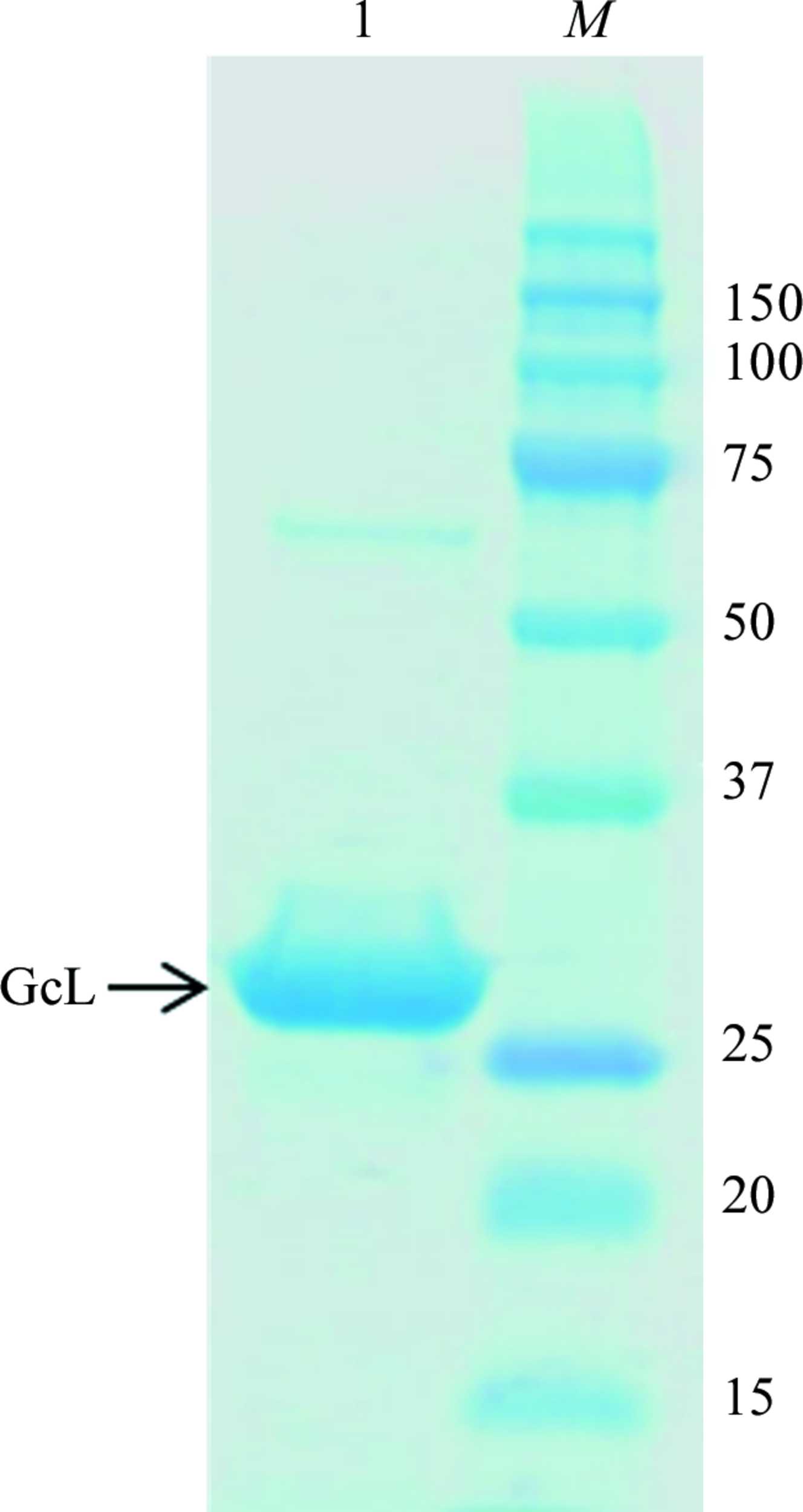 (IUCr) The quorum-quenching lactonase from Geobacillus ...