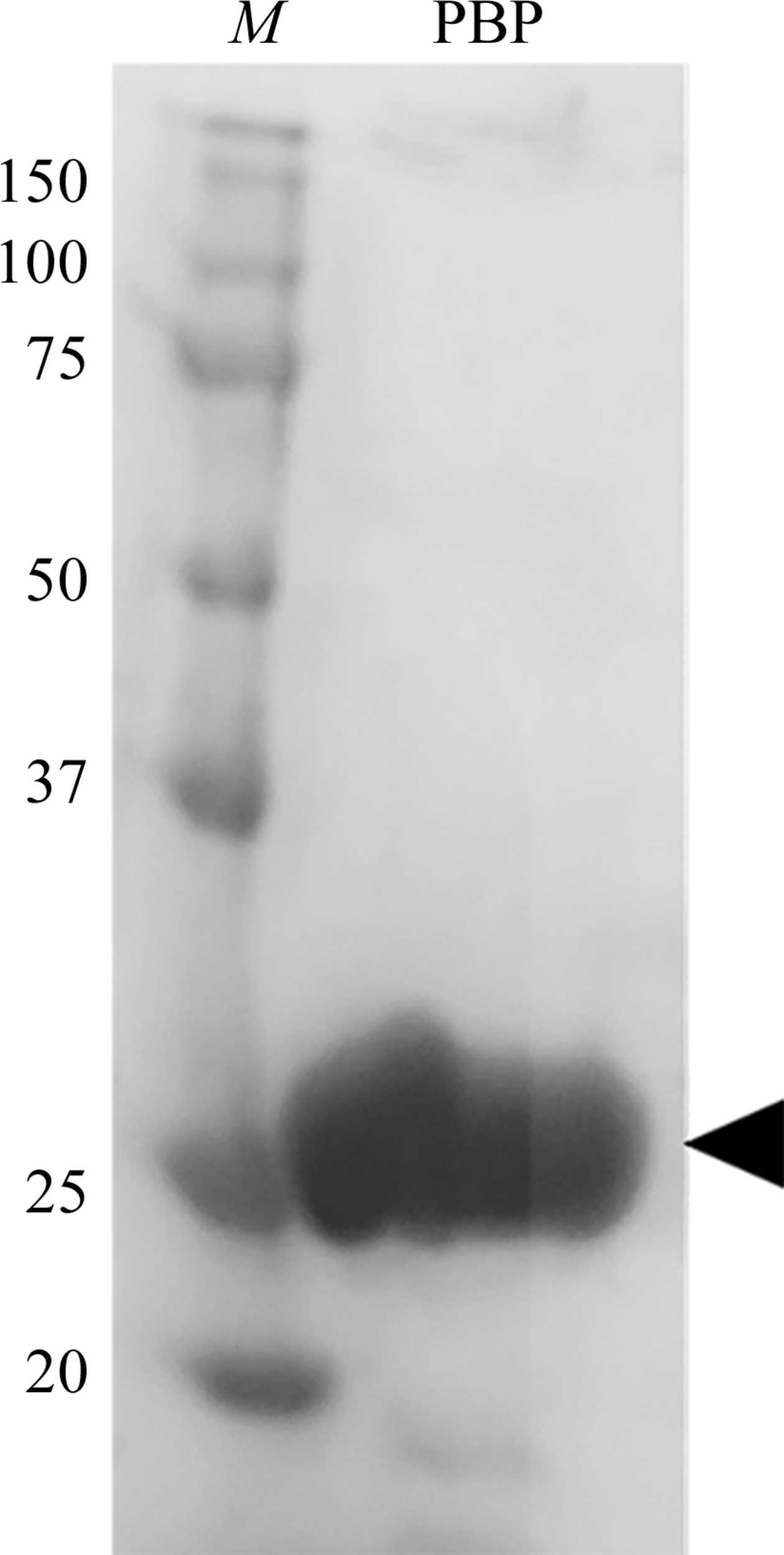 (IUCr) Phosphate-binding protein from Polaromonas JS666: purification ...
