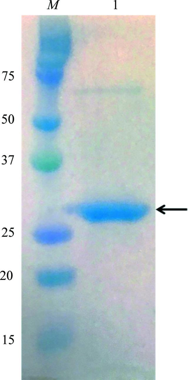 (IUCr) The quorum-quenching lactonase from Ali­cyclobacter ...