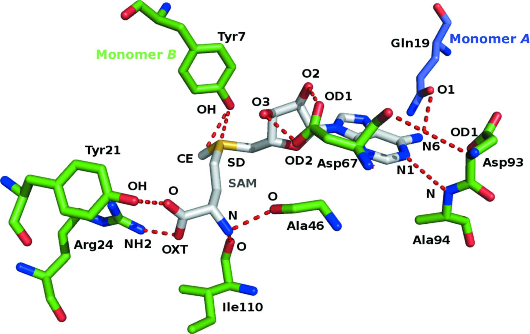 (IUCr) Crystal structure of SAM-dependent methyltransferase from ...