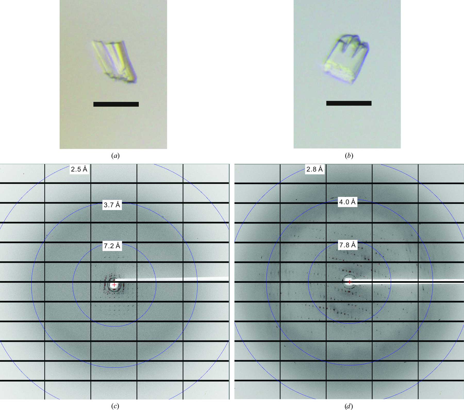 (IUCr) Enhancement of the thermostability of mouse claudin-3 on complex ...