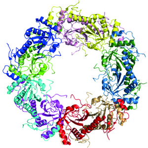 (IUCr) Structure of the Prx6-subfamily 1-Cys peroxiredoxin from ...