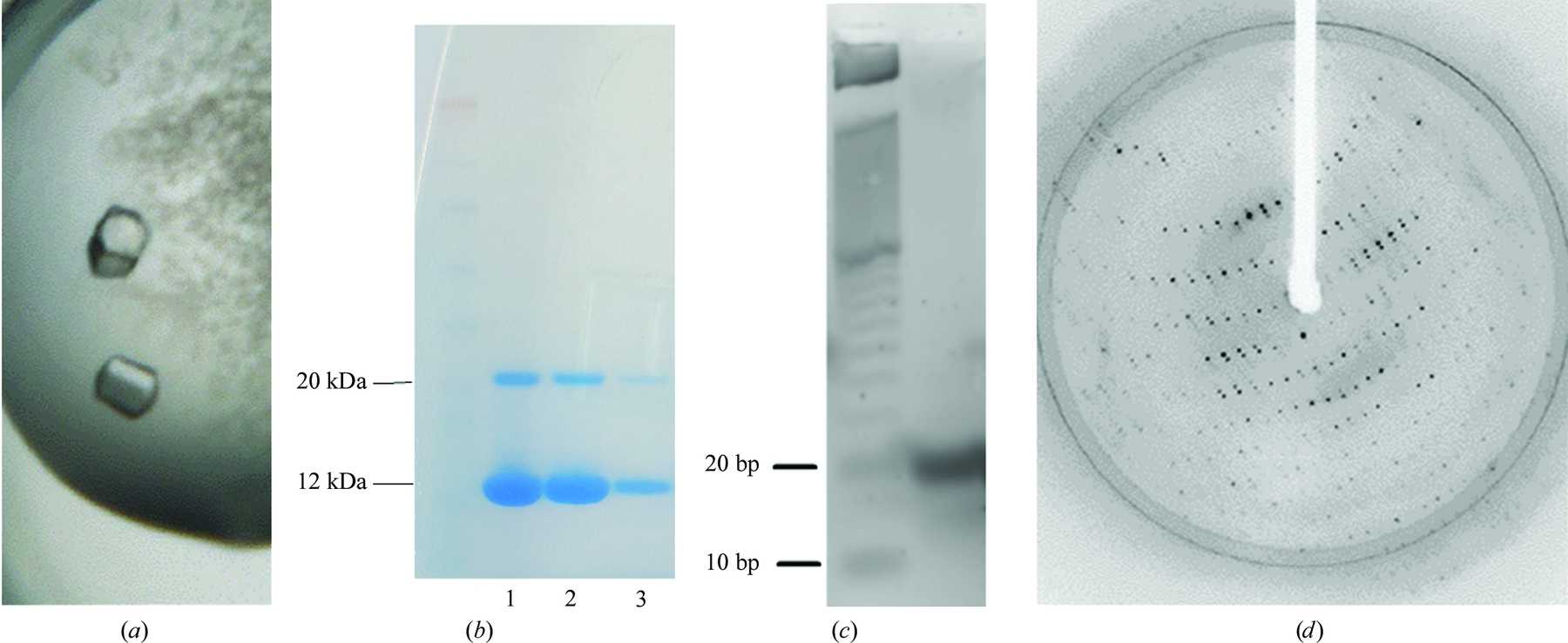 (IUCr) Complexation of the nickel and cobalt transcriptional regulator ...