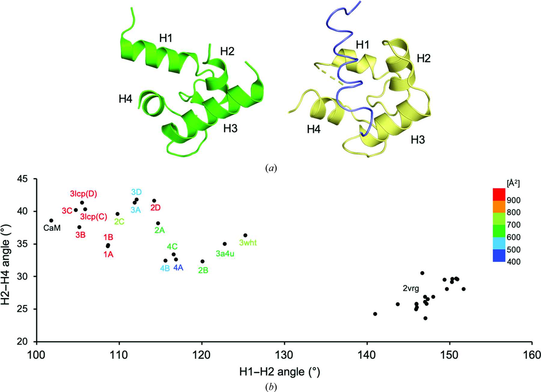 (IUCr) Crystallographic snapshots of the EF-hand protein MCFD2 ...