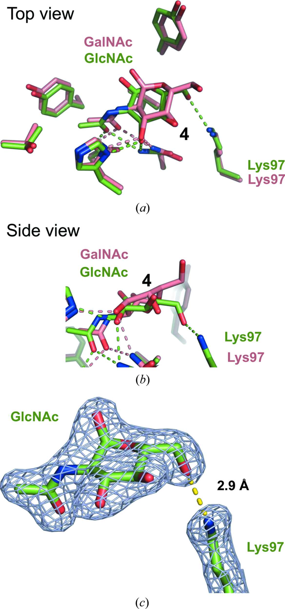(IUCr) Novel carbohydrate-recognition mode of the invertebrate C-type ...