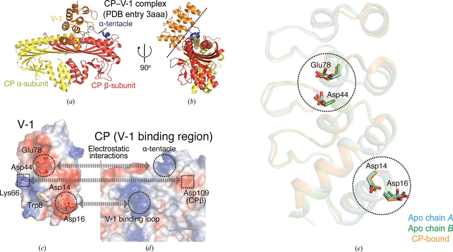 (IUCr) Crystal structure of human V-1 in the apo form