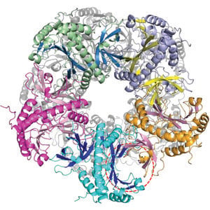 (IUCr) Crystal structure of N-terminal degron-truncated human glutamine ...