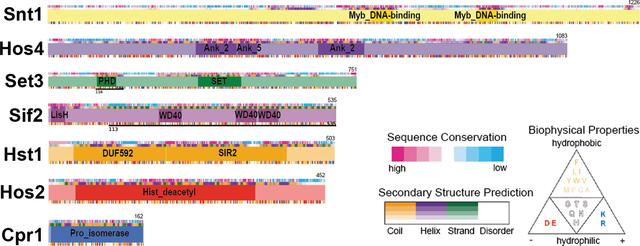 (IUCr) Structural and functional analysis of the SET3 histone de ...
