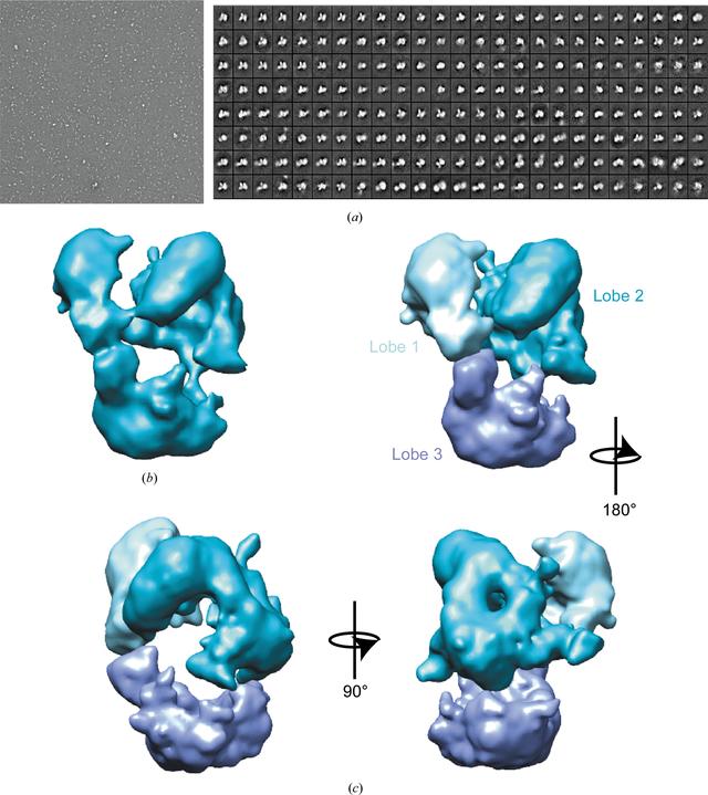 (IUCr) Structural and functional analysis of the SET3 histone de ...