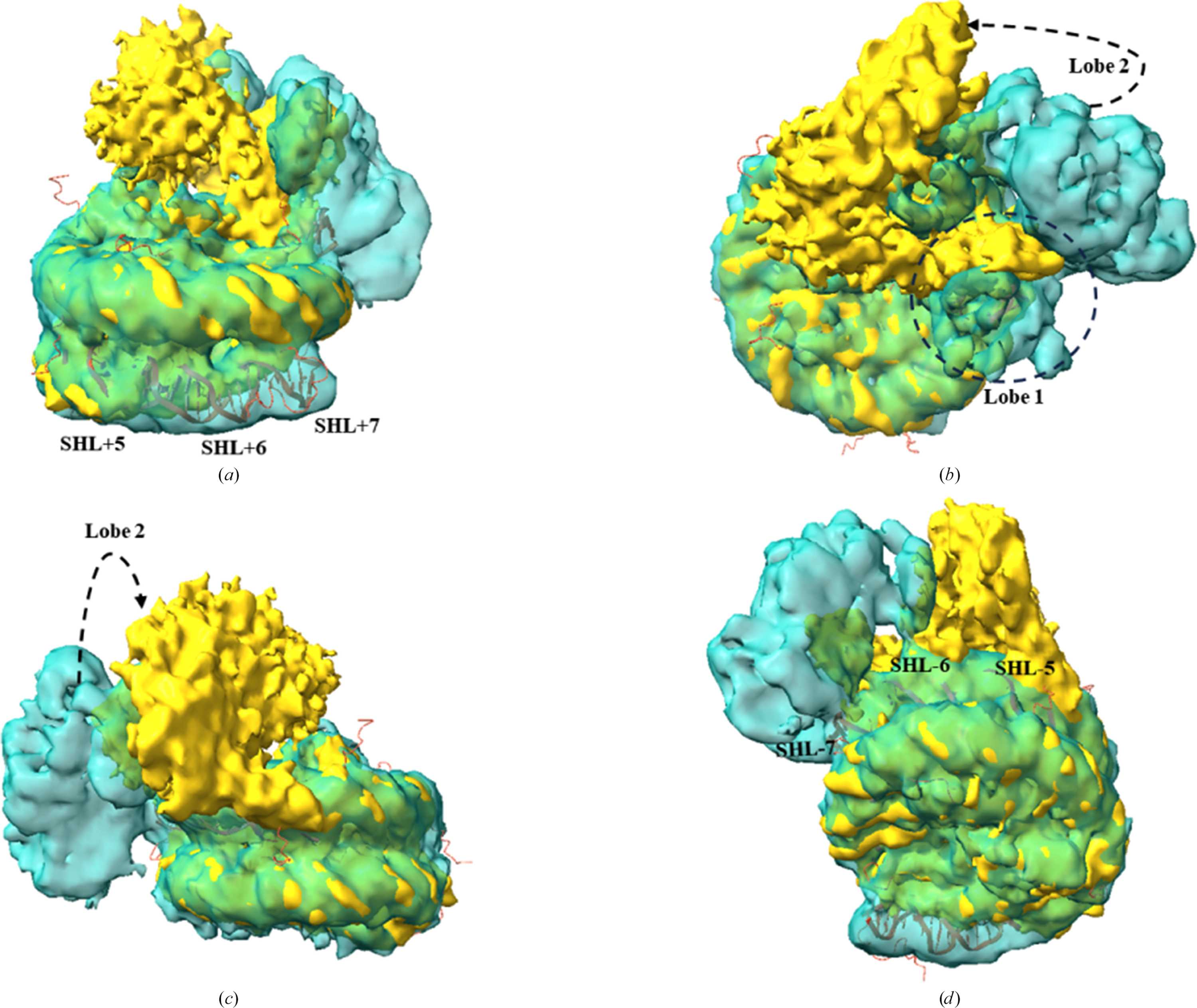 (IUCr) Cryo-EM structure and functional analysis of the chromatin ...