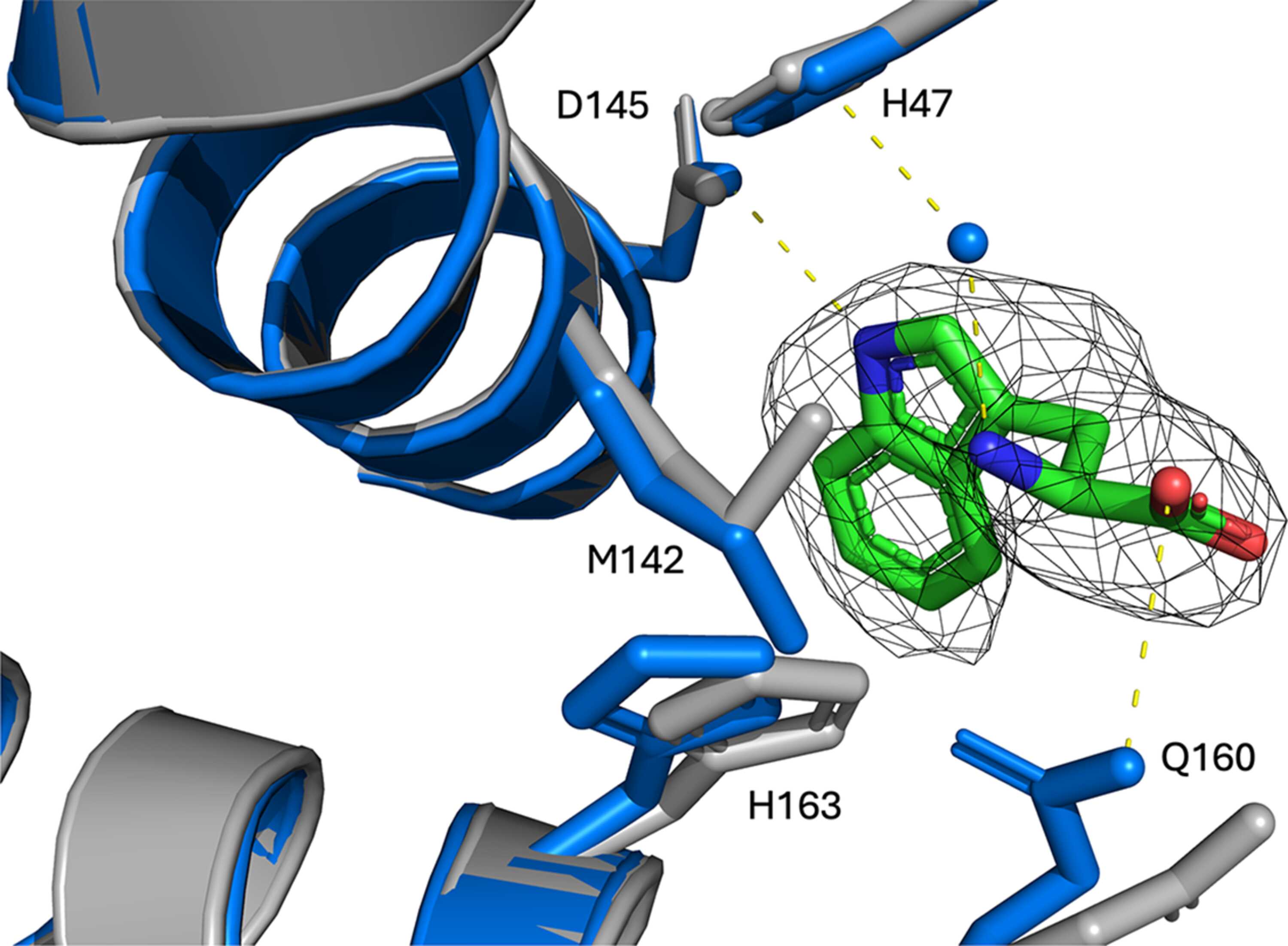 (IUCr) The crystal structures of apo and tryptophan-bound tryptophanyl ...