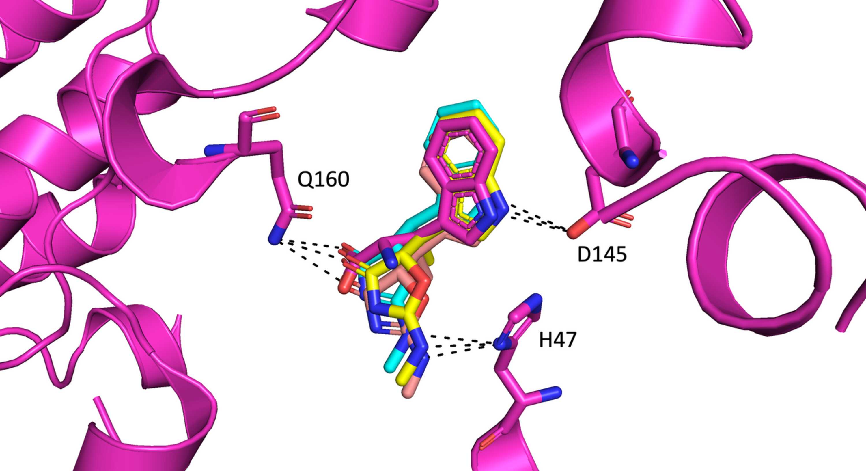 (IUCr) The crystal structures of apo and tryptophan-bound tryptophanyl ...