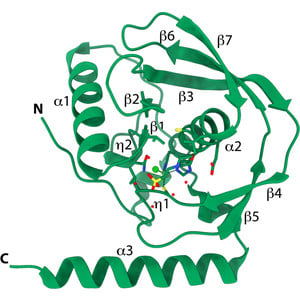 (IUCr) Structures of Legionella pneumophila serogroup 1 peptide de ...