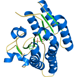 (IUCr) Crystal structure of a short-chain dehydrogenase from Brucella ...