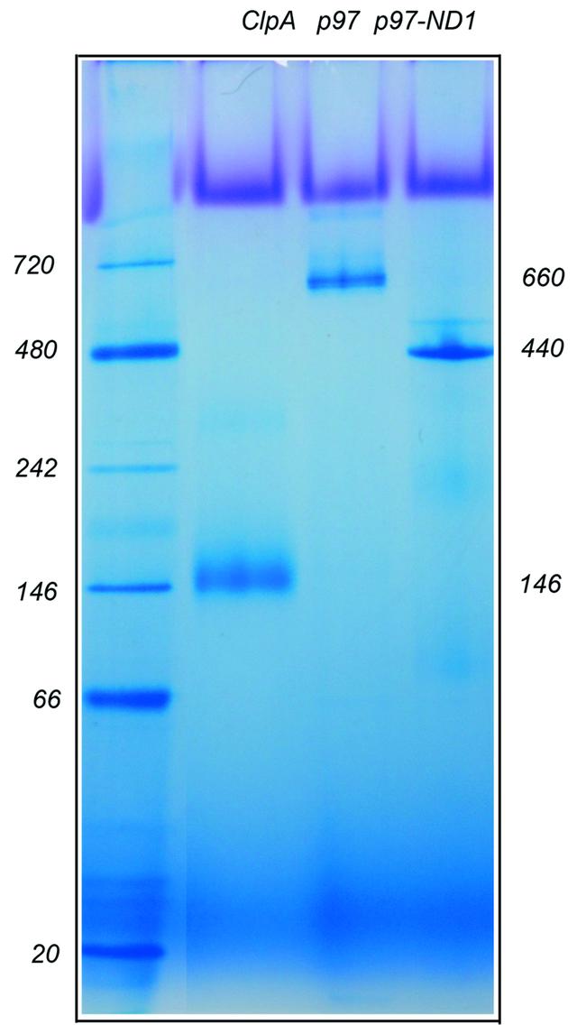 (IUCr) The use of blue native PAGE in the evaluation of membrane ...