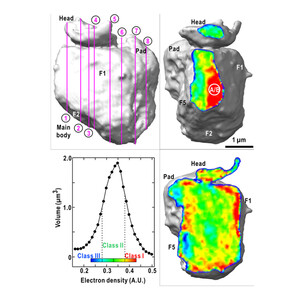 (IUCr) Three-dimensional structure of printer toner visualized using ...
